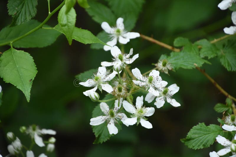 Very Pretty White Flowers Blooming on a Raspberry Bush Stock Photo ...