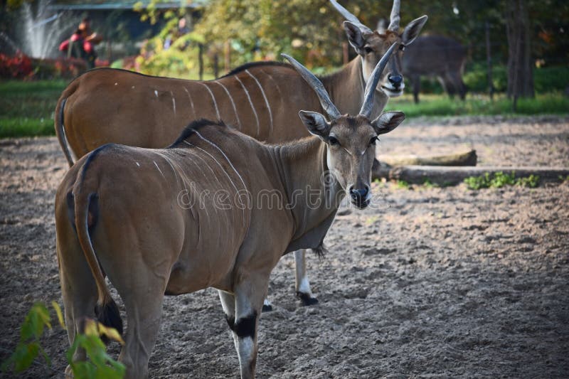 Very Pretty Wild Cows in the Zoo Stock Photo - Image of pink, colorful ...