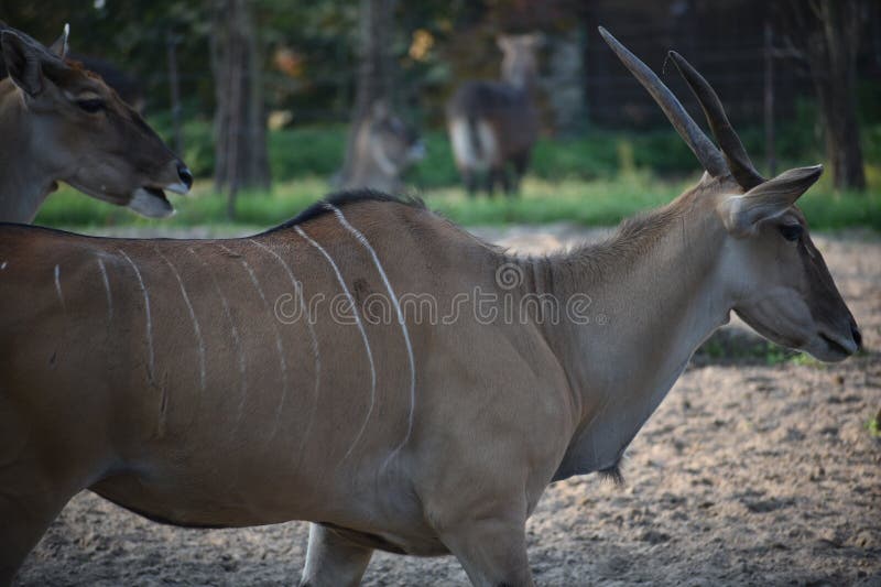 Very Pretty Wild Cows in the Zoo Stock Image - Image of glowing ...