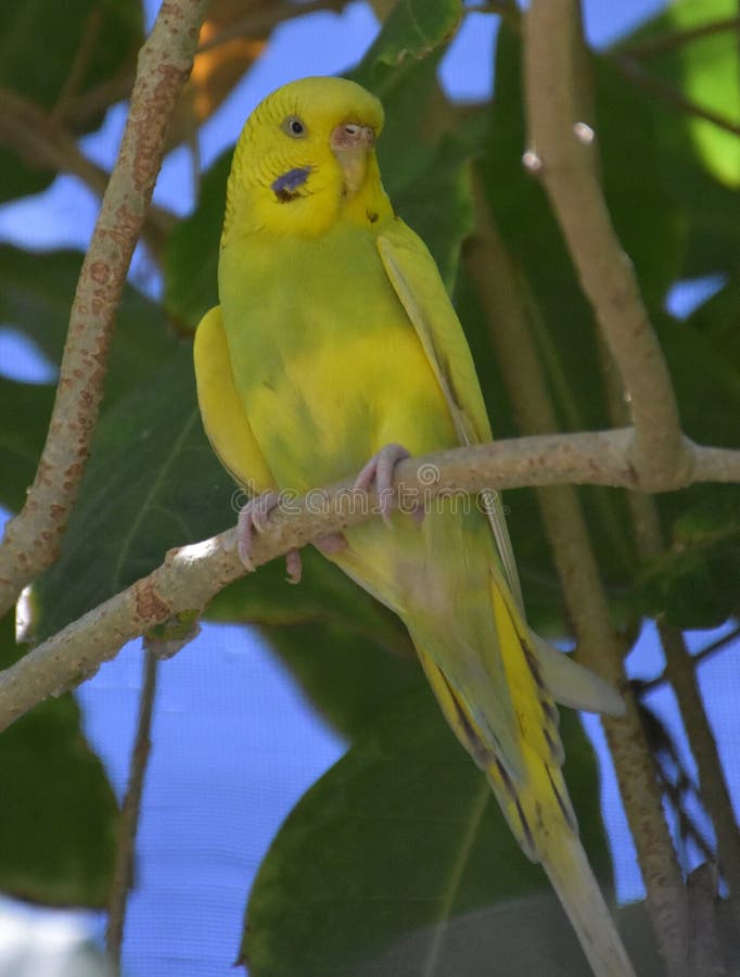 Very Pretty Yellow Common Parakeet on a Perch Stock Image - Image of ...