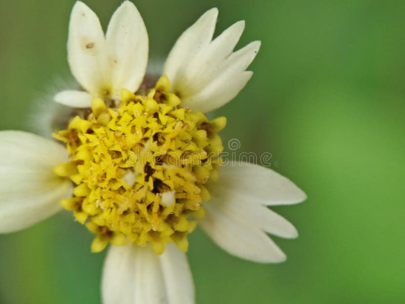 Very Pretty Yellow and Green Grass Flowers Stock Photo - Image of ...