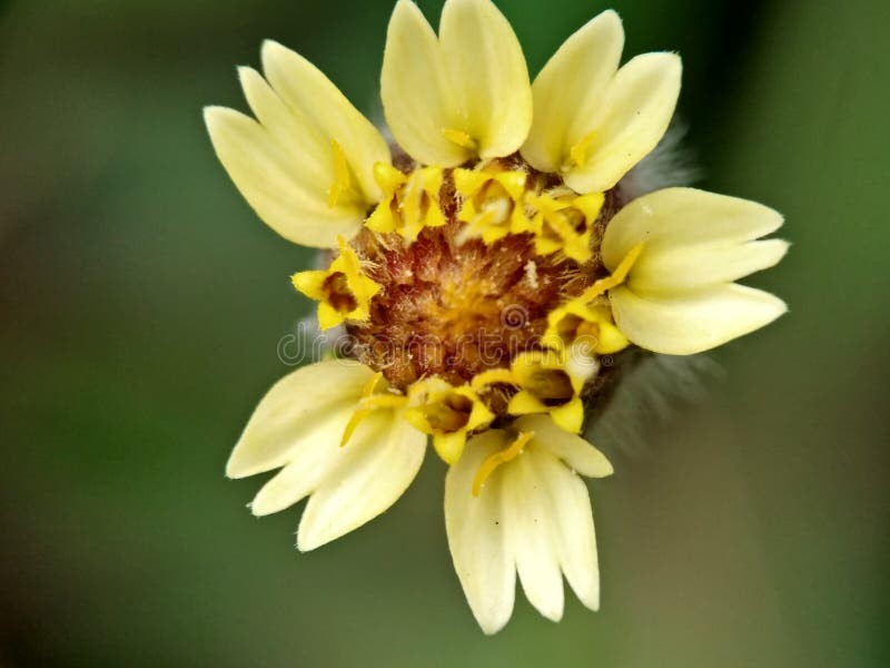 Very Pretty Yellow Green Grass Flowers Stock Image - Image of nature ...
