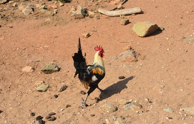 Very Proud Prancing Rooster with Long Tail Feathers Stock Photo - Image ...