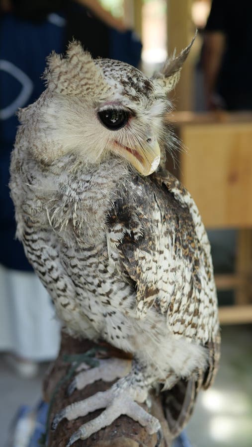 Very Rare Bird in Captivity Zoo in Asia Stock Image - Image of bird ...