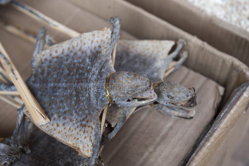 Very rare bugs stock image. Image of inanimate, dark - 95546909