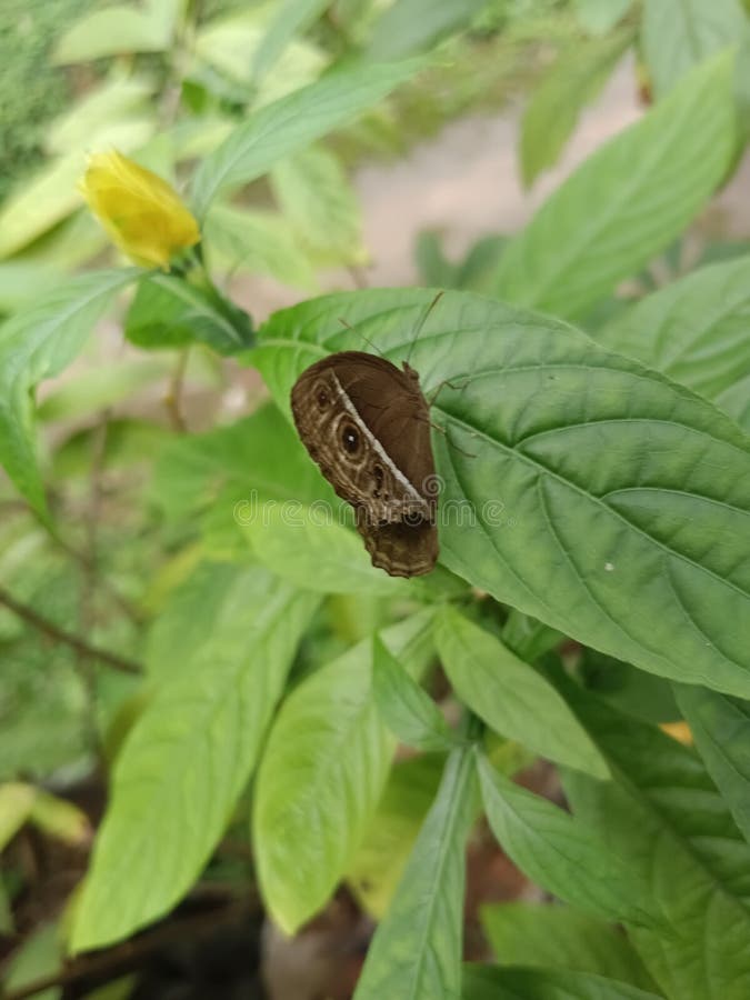 Very Fat Butterfly, , Created with Generative AI Technology Stock Image ...