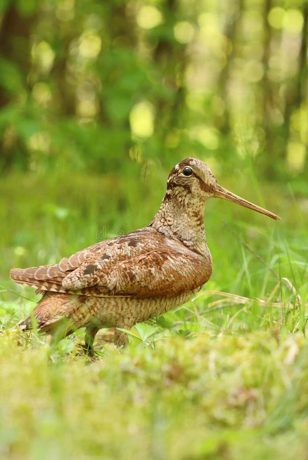 Very Rare Eurasian Woodcock in Forest Stock Image - Image of bird ...