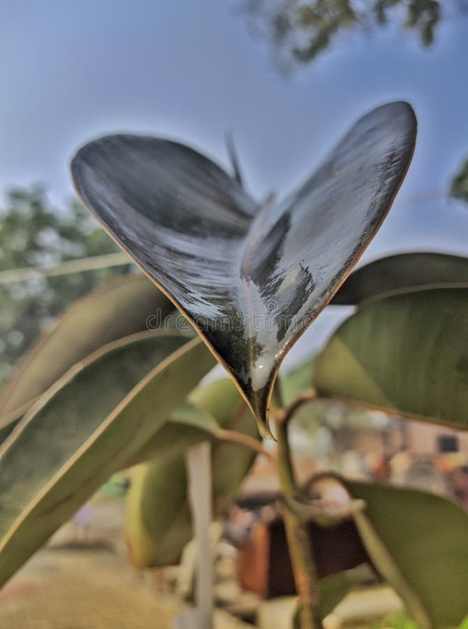 Very rare leaf . stock photo. Image of insect, autumn - 238829330