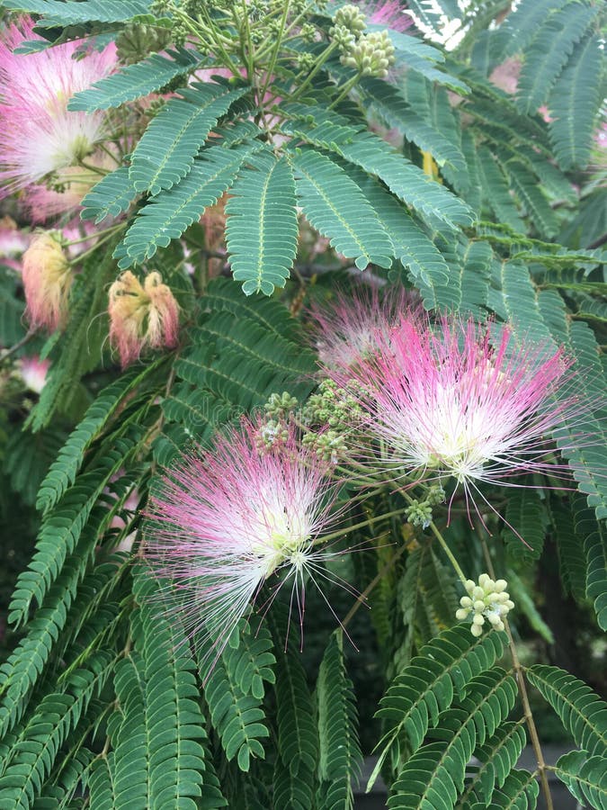 Silk tree flowers stock photo. Image of rare, silk, tree - 153764810