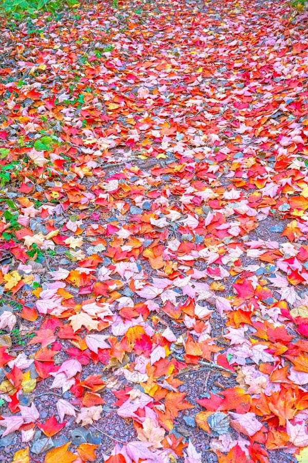 Very Red Leaves on a Fall Forest Trail Stock Image - Image of colorful ...