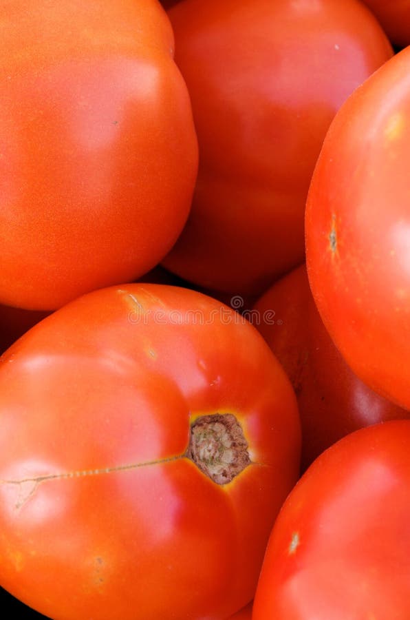 Very Red Tomatoes stock image. Image of agriculture, fresh - 5820385