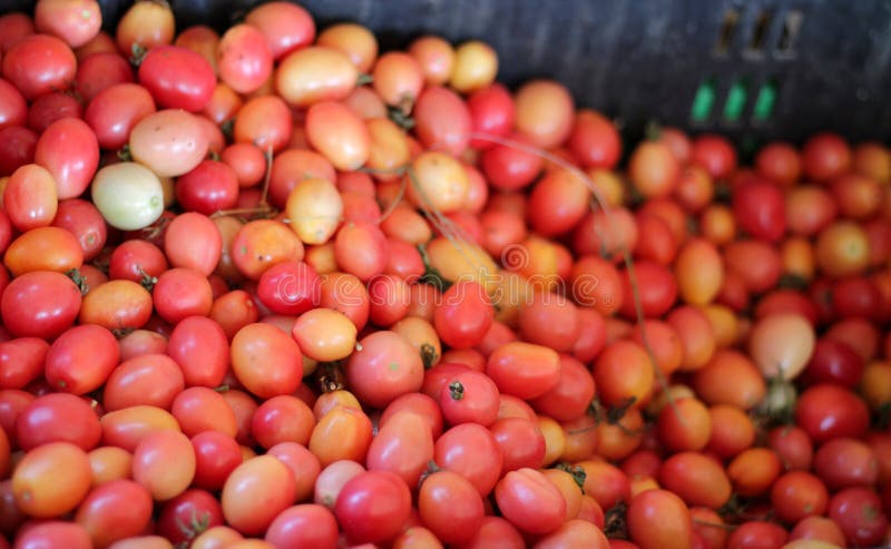 Red Eggplant Placed on the Basket Stock Photo - Image of american ...