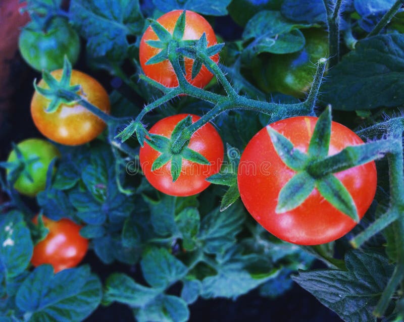 Very Red Tomatoes about To Be Picked Stock Image - Image of recyclable ...