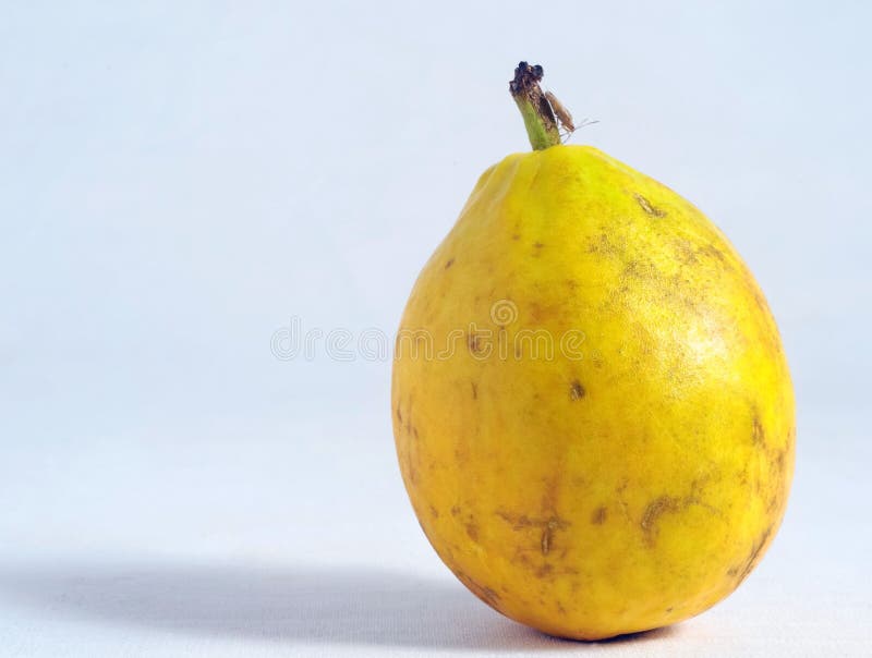 Ripe Fruit stock photo. Image of grow, colored, guayaba - 243345590