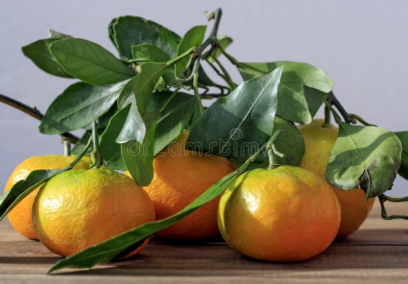 Very Ripe and Fresh Berries of Red Gooseberries. Stock Photo - Image of ...