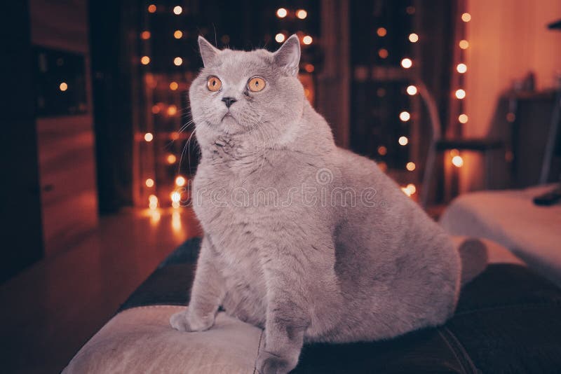 Very sad cat stock image. Image of purr, bicolor, purebred - 210864567