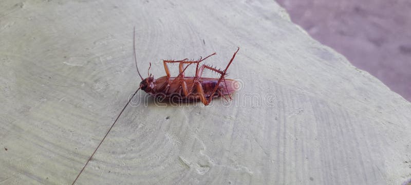 Very Sad Dead Cockroach Back Stock Photo - Image of backs, back: 278259838