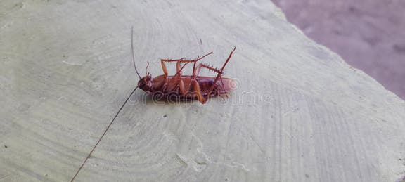 Very Sad Dead Cockroach Back Stock Photo - Image of backs, back: 278259838