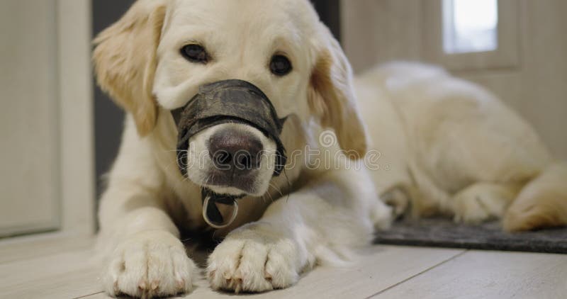 A Very Sad Dog in a Muzzle. during a Walk she Ate Garbage, Now she Has ...