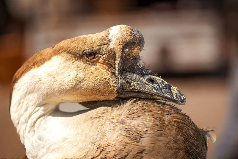 Very Sad Looking Chinese Goose Stock Photo - Image of goose, china ...