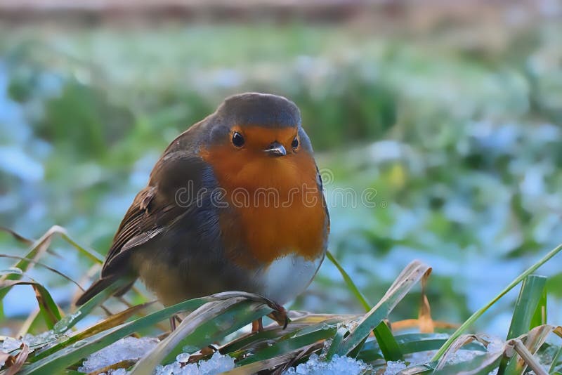 A sad looking robin bird stock photo. Image of redbreasted - 346041494