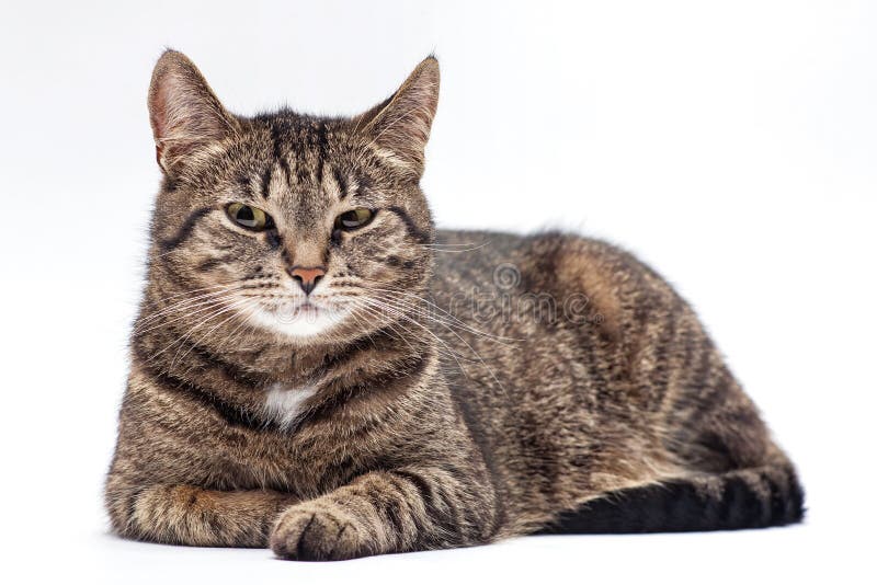 Very sad and offended cat. stock image. Image of animal - 116950555