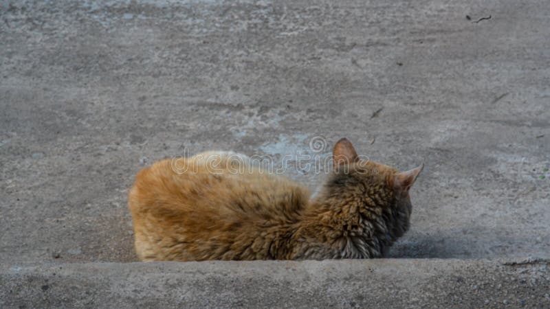 Very Sad Stray Shorthair Cat Lies Down on Yard Stock Image - Image of ...
