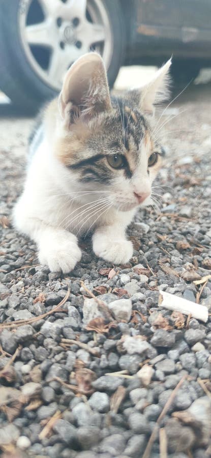 Cat is thinking stock image. Image of thinking, serious - 233183869