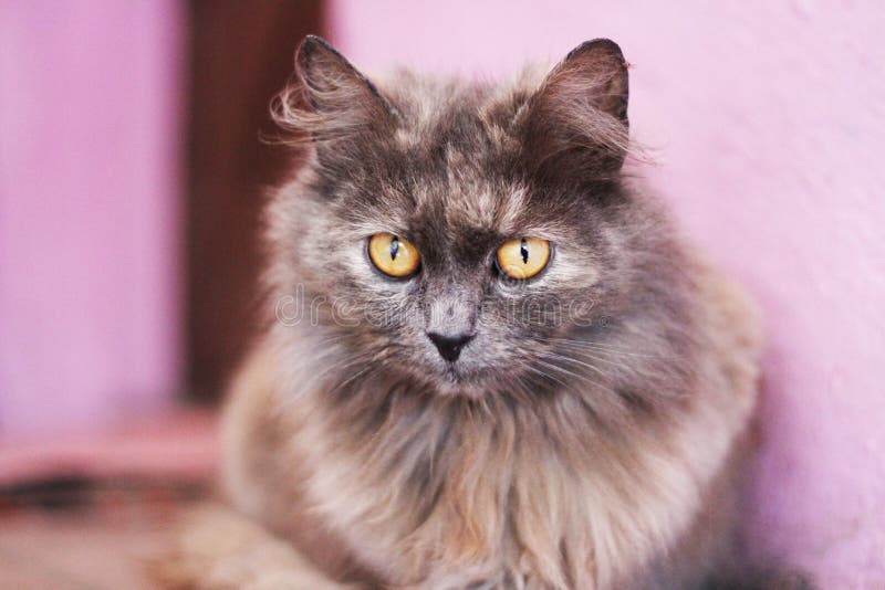 A very serious little girl stock image. Image of unhappy - 23774823