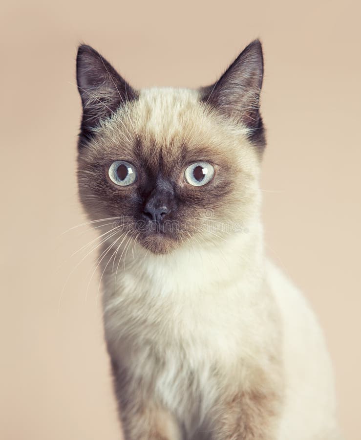 Very serious cat stock image. Image of siamese, head - 61598011