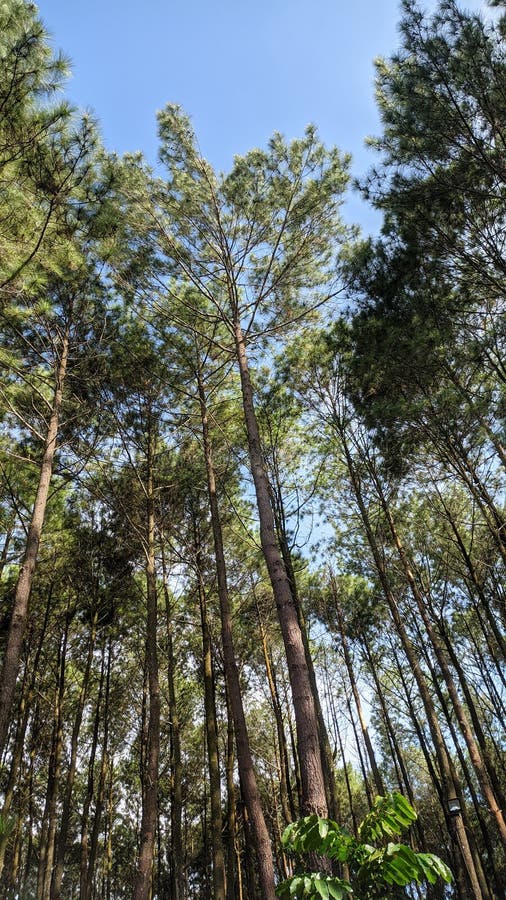 Very Shady and Cool Pine Trees Stock Image - Image of plant, cool: 264916979