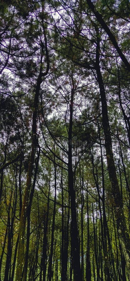 Very Shady Forest on the Top of the Mountain Stock Image - Image of ...