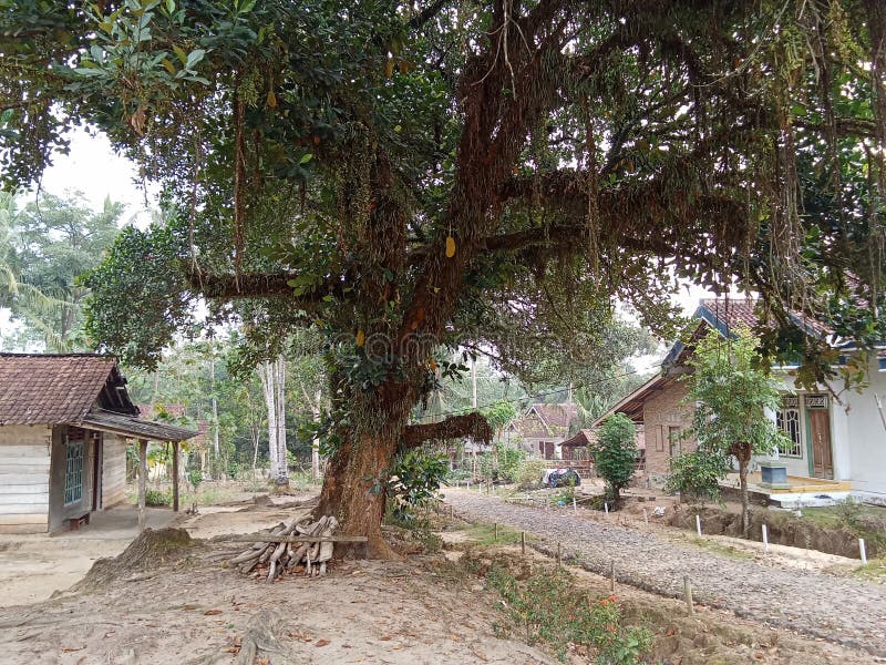 A Very Shady and Shady Tree that is Old Stock Image - Image of forest ...
