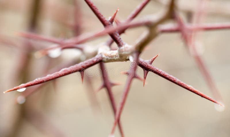 Very Sharp Spines on a Bush Branch in Early Spring Stock Image - Image ...