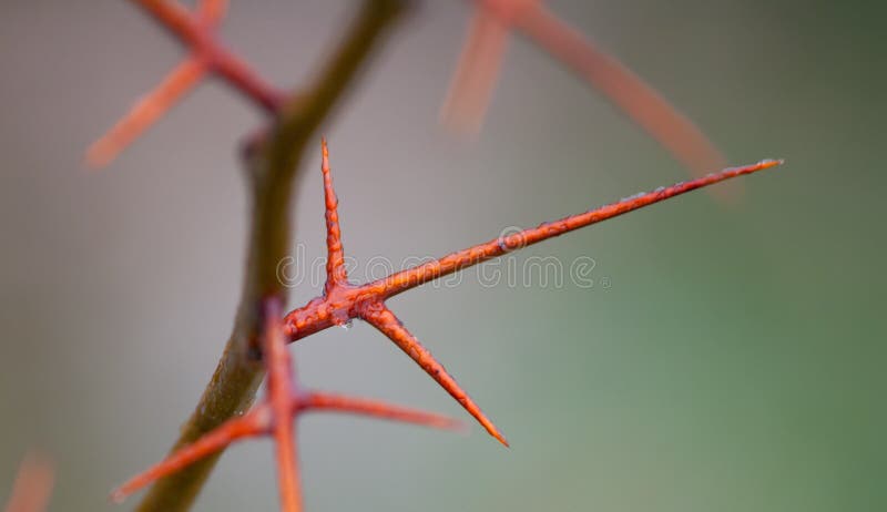 Very Sharp Spines on a Bush Branch in Early Spring Stock Photo - Image ...