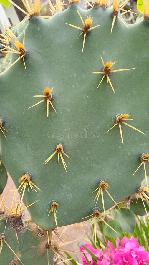 The Very Sharp Spines of the Cactus Tree Stock Photo - Image of sharp ...