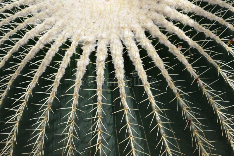 Very Sharp Spines Surrounding a Barrel Cactus Stock Image - Image of ...