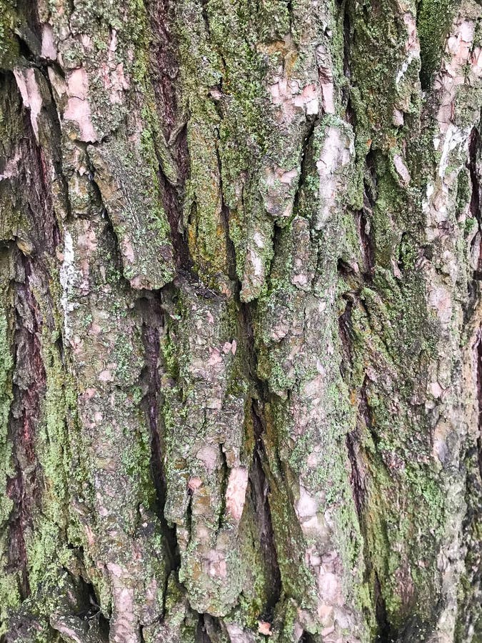 Very Sharp Texture of Tree Bark. Stock Photo - Image of apartment ...