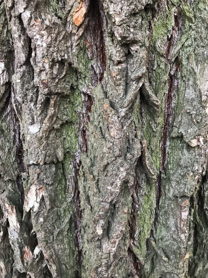 Very Sharp Texture of Tree Bark. Stock Photo - Image of brick, bright ...
