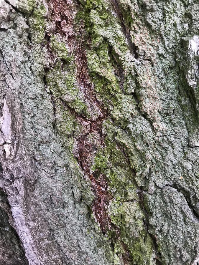 Very Sharp Texture of Tree Bark. Stock Photo - Image of blank, brick ...