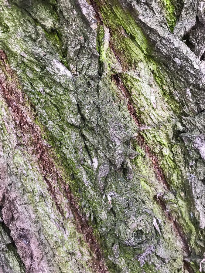 Very Sharp Texture of Tree Bark. Stock Photo - Image of dark, apartment ...