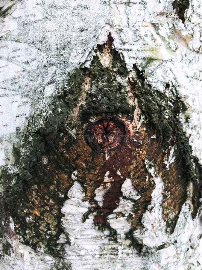 Very Sharp Texture Of Tree Bark. Stock Photo - Image of close ...