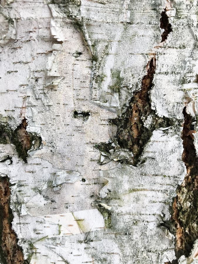 Very Sharp Texture of Tree Bark. Stock Photo - Image of brick, bright ...