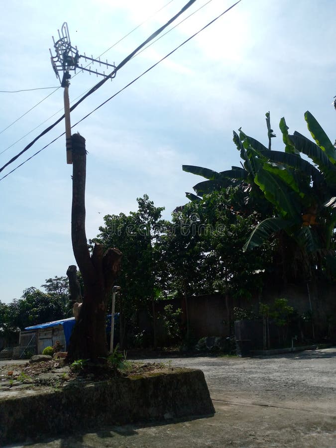 A Very Simple Television Antenna Placed on a Tree with a Makeshift Rope ...
