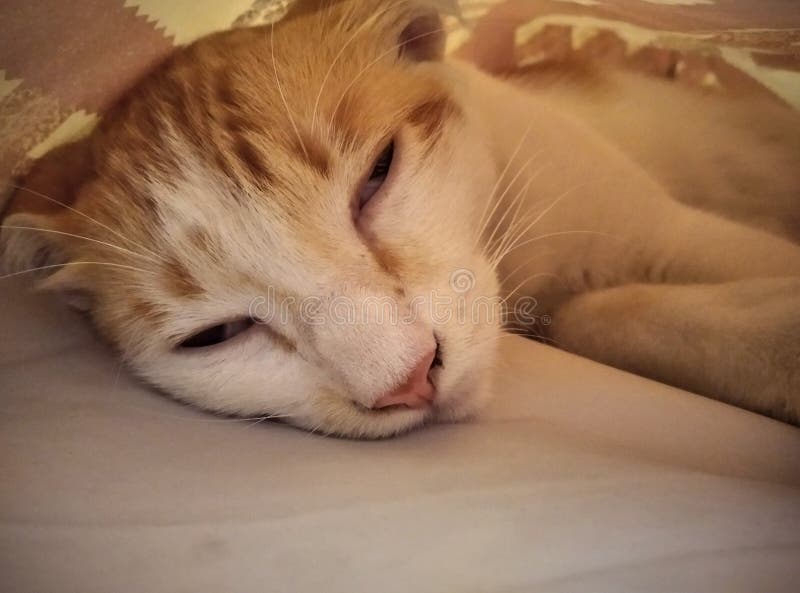 Very sleepy baby stock image. Image of baby, closed, sleeves - 2943987