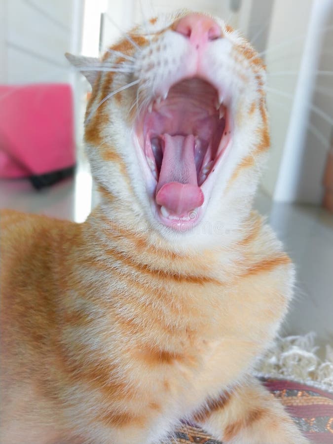 Very sleepy baby stock image. Image of baby, closed, sleeves - 2943987