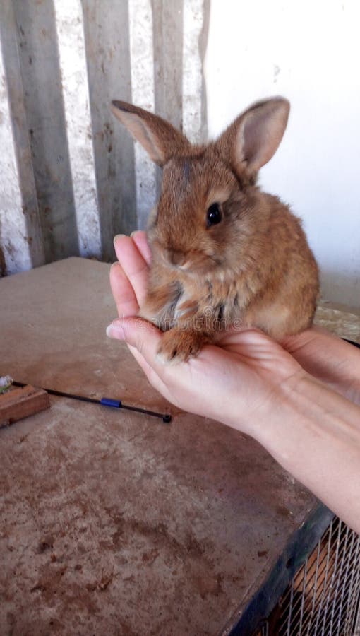 Very small baby rabbit stock photo. Image of baby, small - 166160594