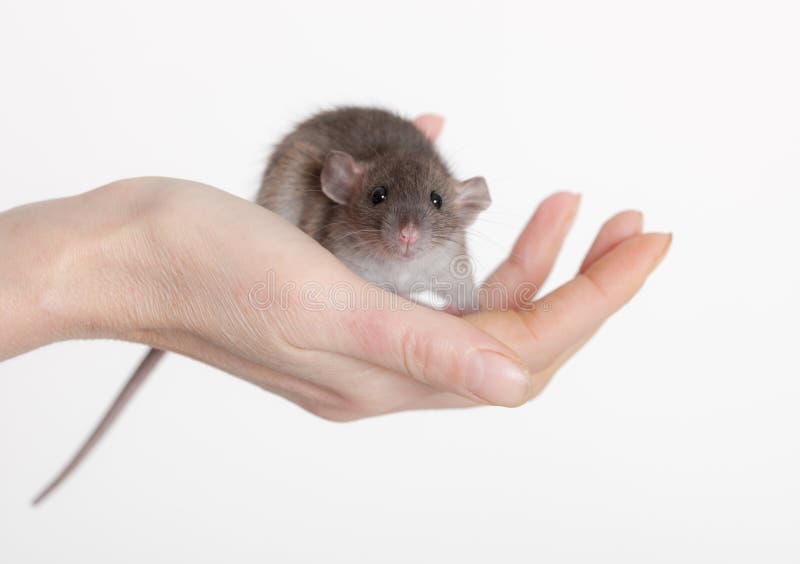 Very small baby rat stock image. Image of cute, pets - 35167545