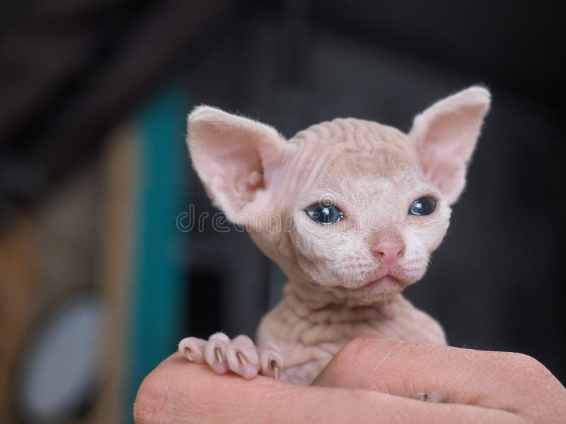 Very Small Bald Kitten in the Hands of a Man Stock Image - Image of ...