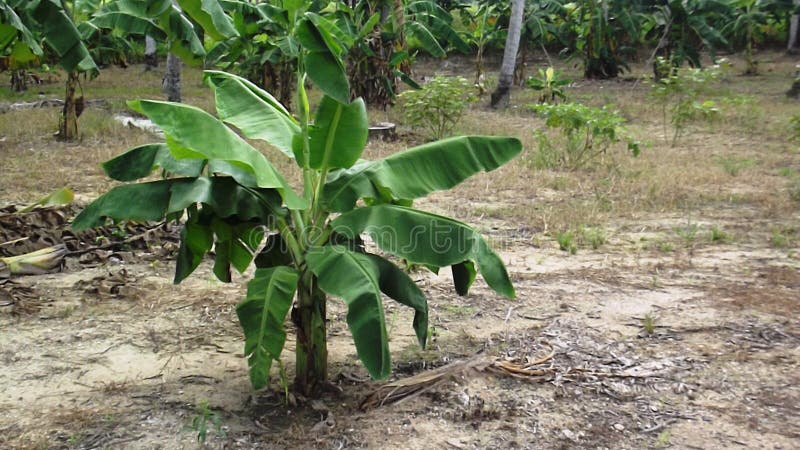 A very small Banana tree stock photo. Image of banana - 131798836